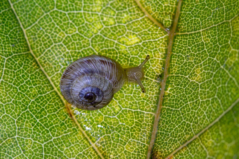 Snails on Leaves in Autumn Under the Microscope Stock Photo - Image of ...
