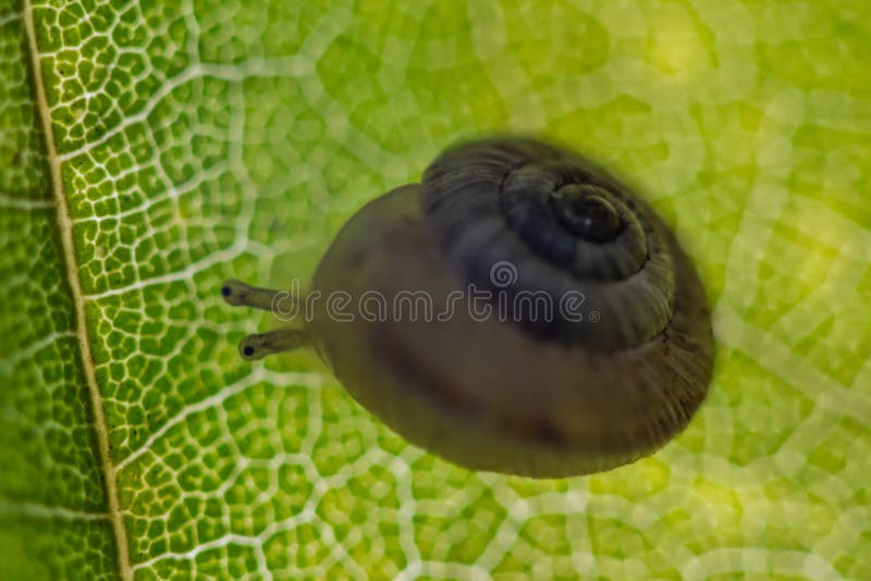 Snails on Leaves in Autumn Under the Microscope Stock Image - Image of ...