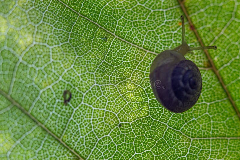 Snails on Leaves in Autumn Under the Microscope Stock Photo - Image of ...
