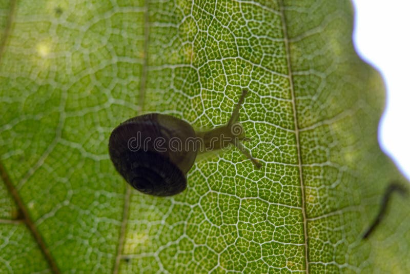 Snails on Leaves in Autumn Under the Microscope Stock Image - Image of ...