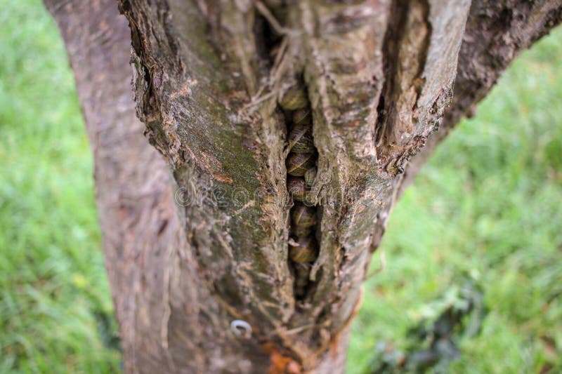 Snails Living Inside an Apple Tree Stock Photo - Image of group, food ...