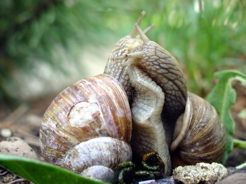 Snail dance stock photo. Image of mating, garden, life - 657752
