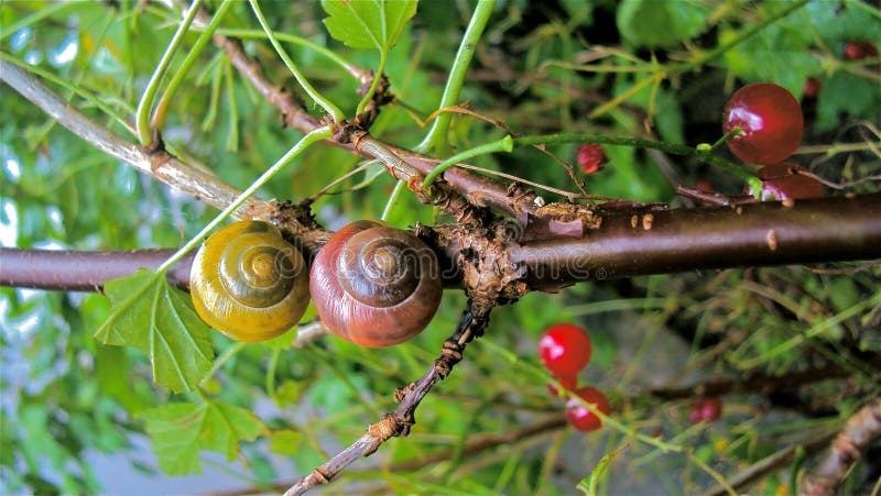 Snails in love stock photo. Image of tree, colors, berry - 45341924