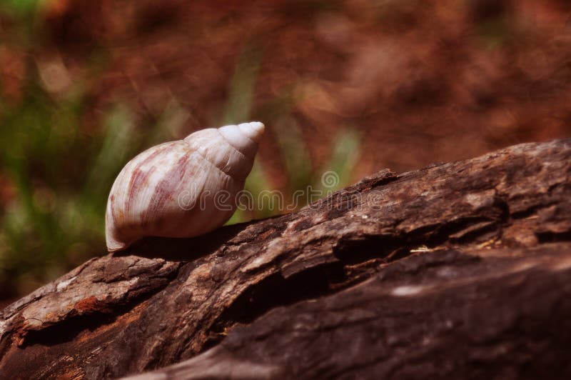 Snails stock image. Image of vegetable, destroy, forcing - 147621845
