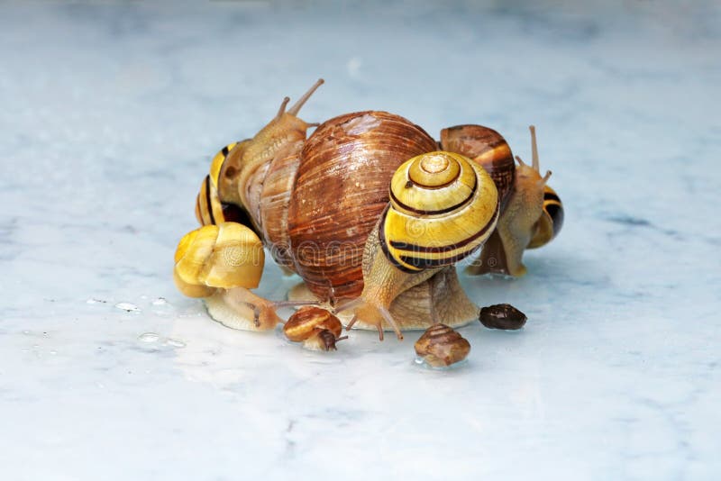 Snails stock image. Image of future, contrast, friendship - 39755409