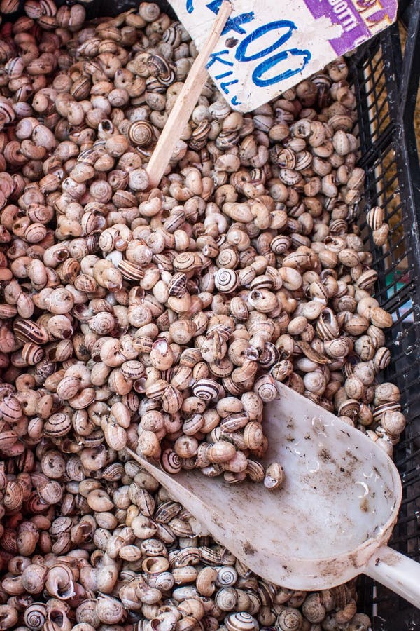 Snails stock image. Image of stand, palette, horns, euro - 99247273