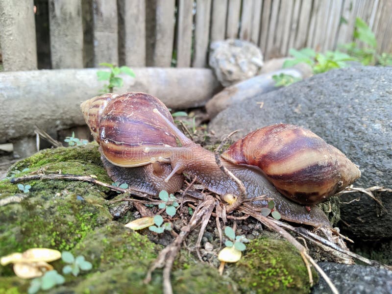 Snails are mating stock photo. Image of snail, medium - 346236154
