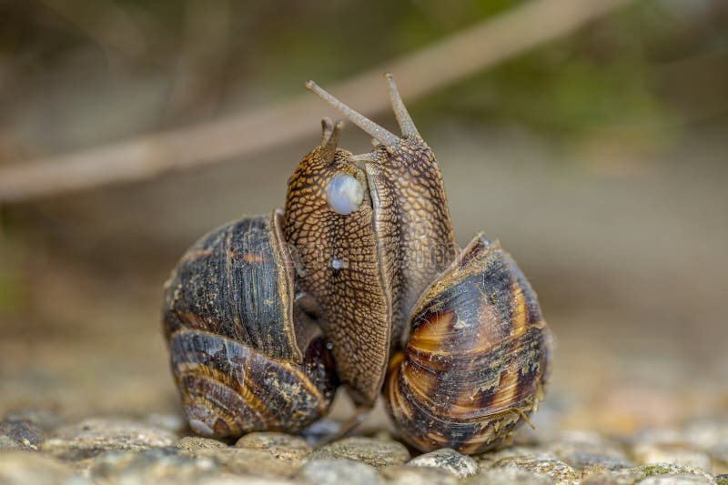 Snails Mating on the Ground. Close-up. Shallow Depth of Field Stock ...
