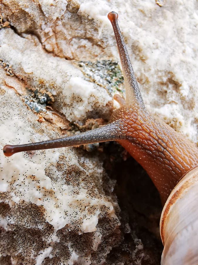 Snails micro stock photo. Image of nature, snails, molusc - 291316410