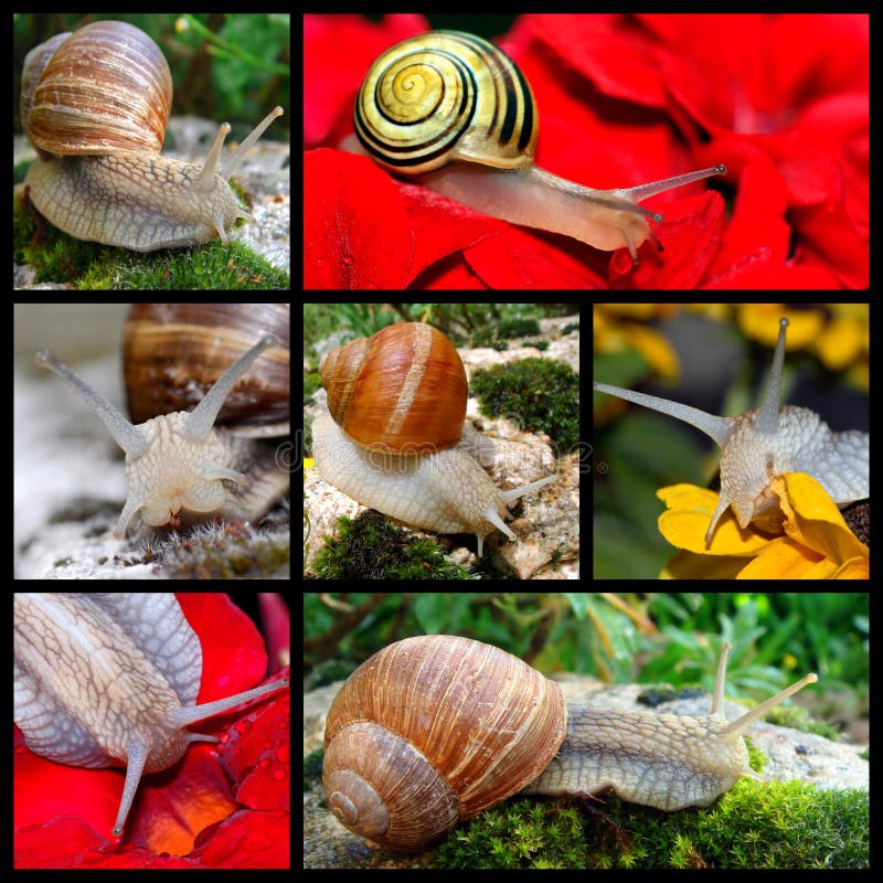 Snails mosaic stock photo. Image of detail, flesh, tentacle - 5311670