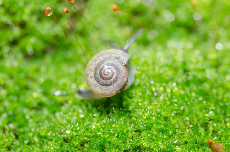 Snails and moss stock image. Image of plant, macro, nature - 40362477