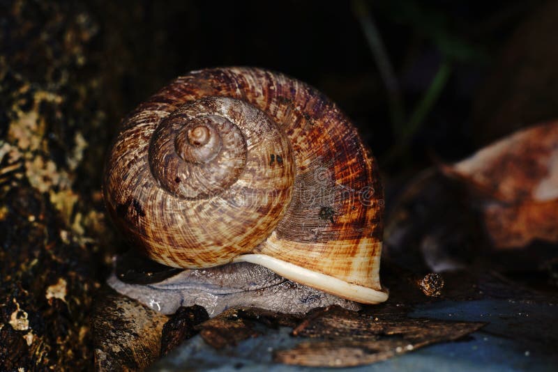 Snails in natural forest stock image. Image of ancient - 79507457