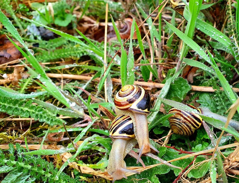 Snails nature ðŸ Œ stock photo. Image of reptile, invertebrate - 252738530