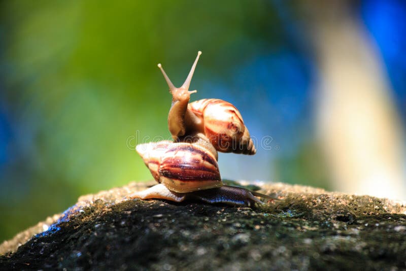 Snails in nature stock photo. Image of couple, invertebrate - 59662332