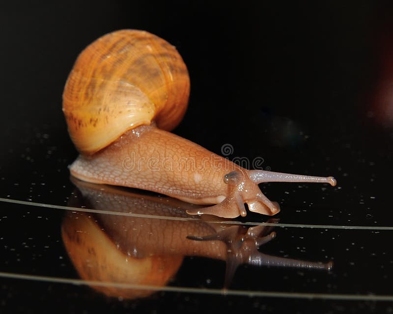 At a snails pace stock photo. Image of predator, snail - 53402018