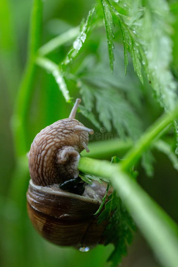 Snails on Plant Leaf in the Garden in Summer Close Up Stock Photo ...