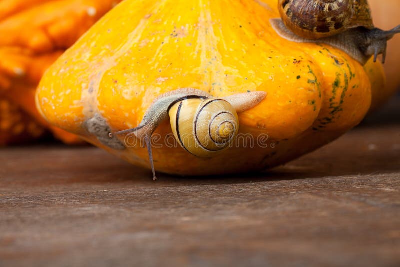 Snails and Pumpkins stock image. Image of pattern, cucurbit - 21439981