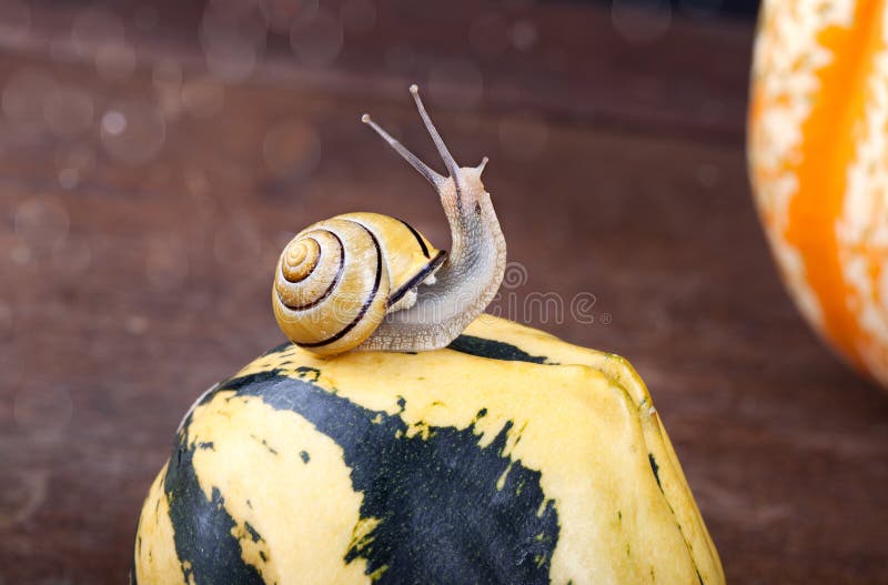 Snails and Pumpkins stock photo. Image of pattern, funny - 21440012