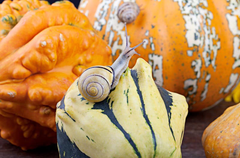 Snails and Pumpkins stock image. Image of size, band - 21440025