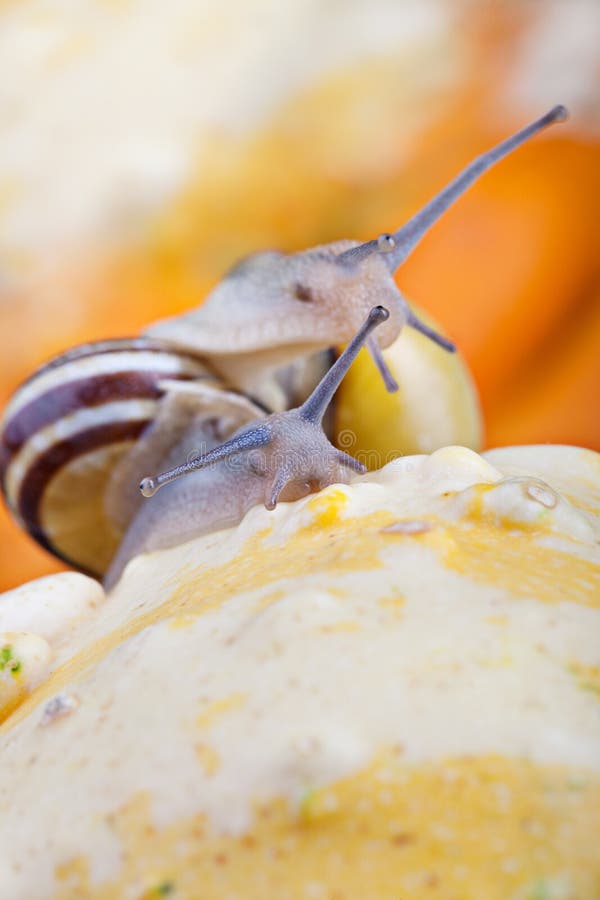 Snails and Pumpkins stock photo. Image of looking, pumpkin - 21440038