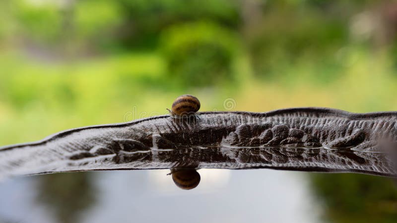 Snails race by the water stock photo. Image of racing - 319819198