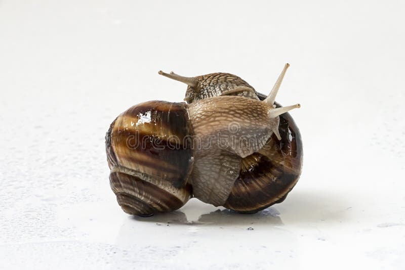 Snails after Rain on a White Background Stock Image - Image of animal ...