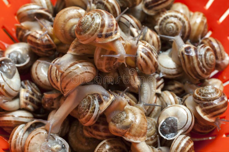 Snails stock photo. Image of moving, snails, wildlife - 38886872
