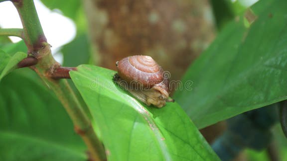 Snails stock photo. Image of leaf, tree, shell, helix - 358245810