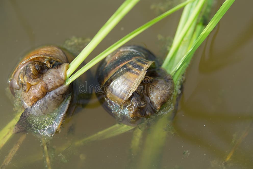 Snails in rice Fields stock photo. Image of farm, sherry - 125649856