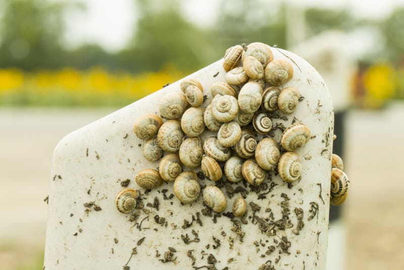 Snails. stock photo. Image of animal, ideas, speed, assistance - 42434188
