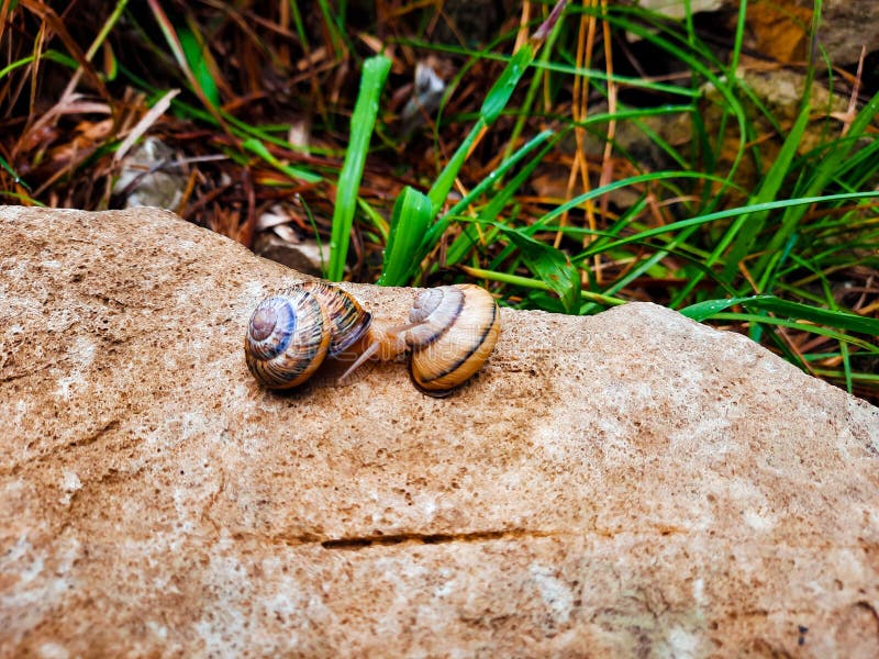 Snails on a rock stock photo. Image of invertebrate - 238809492