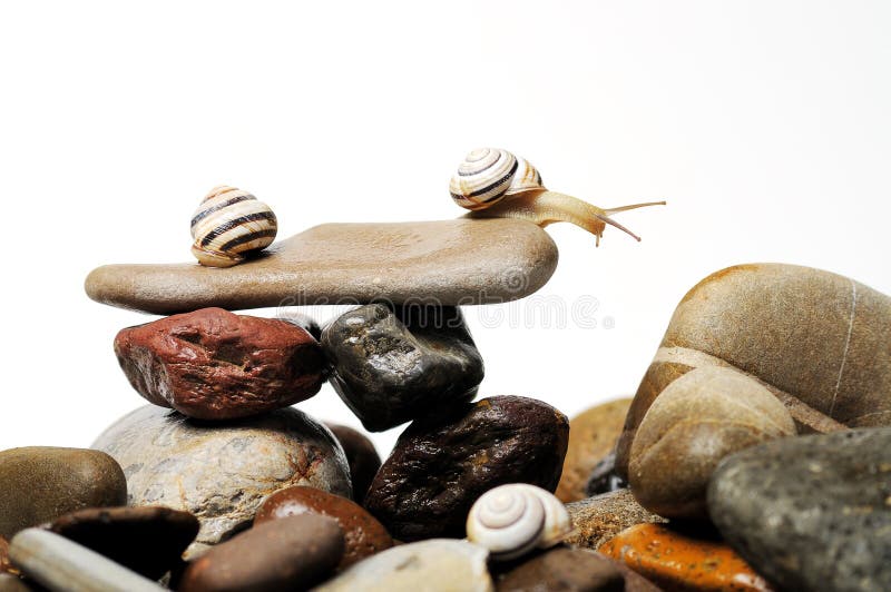 Snails on rocks stock photo. Image of environment, animal - 33618570