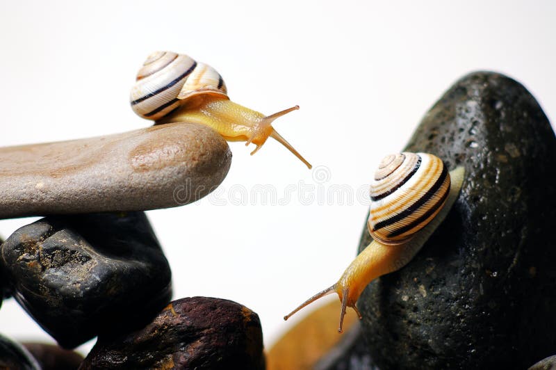 Snails on rocks stock image. Image of snail, stone, wildlife - 33618569