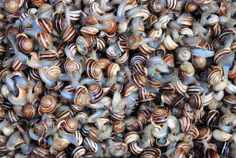 Snails for sale stock photo. Image of shop, stack, store - 32848258