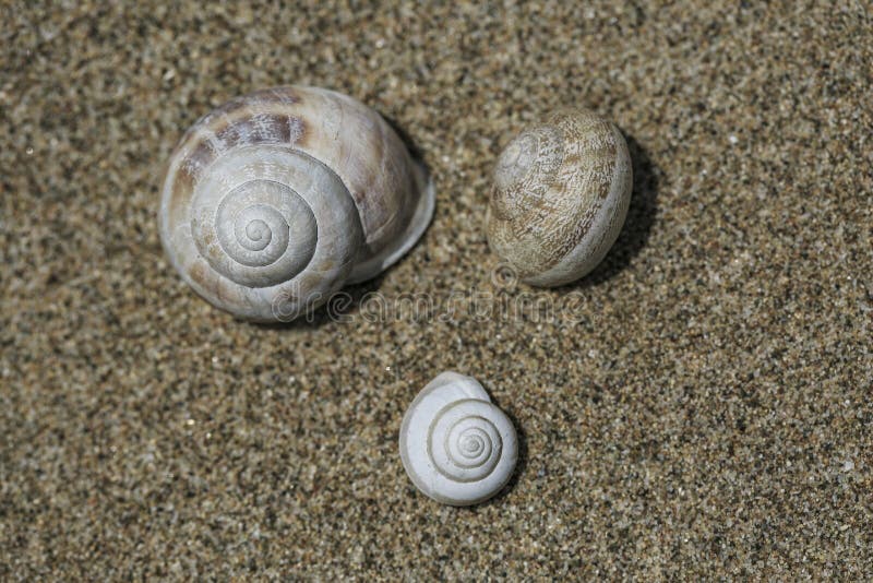 3 snails on the sand stock image. Image of design, amazing - 92913077