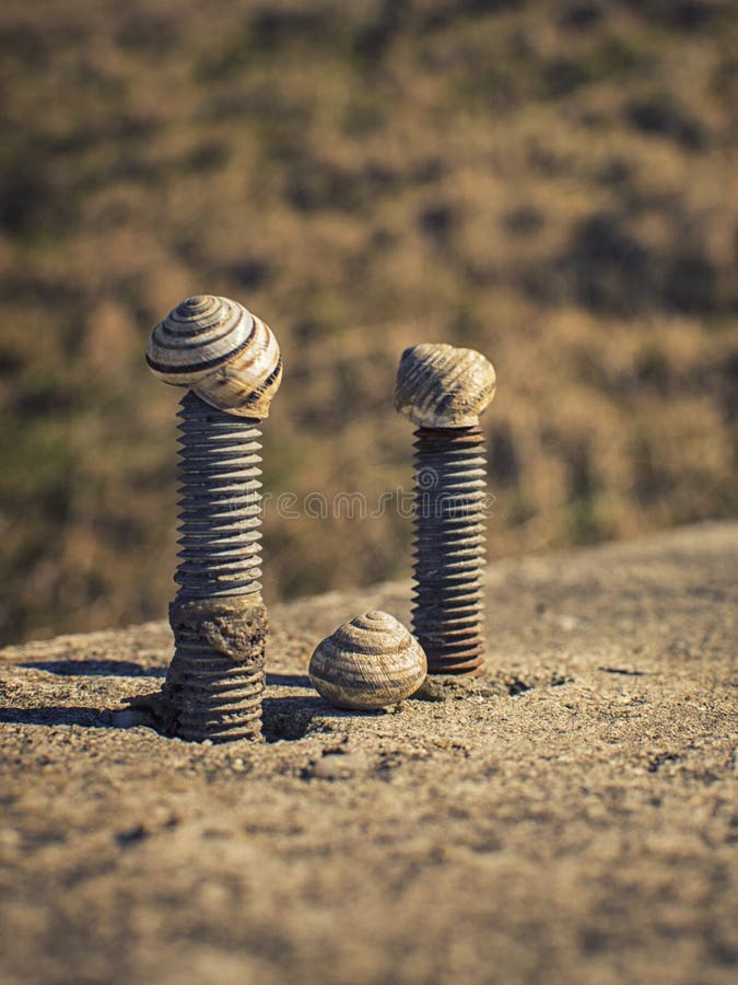 Snails on stock image. Image of screws, conch, pastel - 51613833