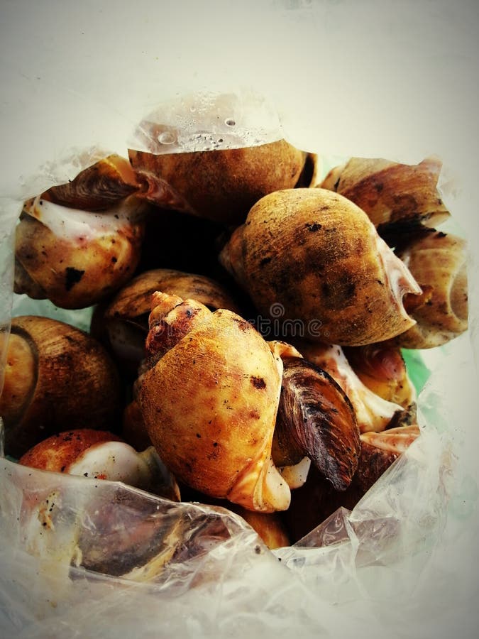 The snails seafood stock photo. Image of tasty, luscious - 45402504