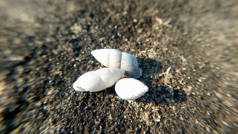 Snails Shell Closeup View with Macro Lens Stock Image - Image of ...