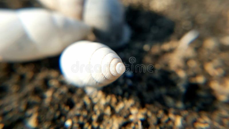 Insectshell Stock Photos - Free & Royalty-Free Stock Photos from Dreamstime