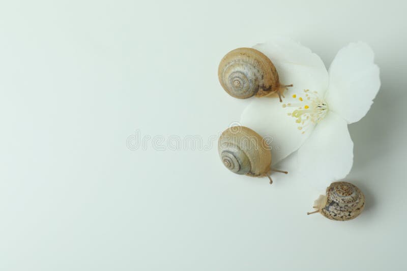 Snails with Shell and Flower on White Background Stock Photo - Image of ...