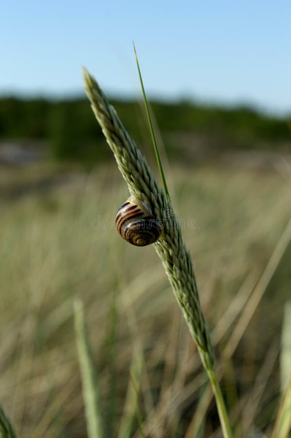 Snails shell on the grass stock photo. Image of grass - 264993384