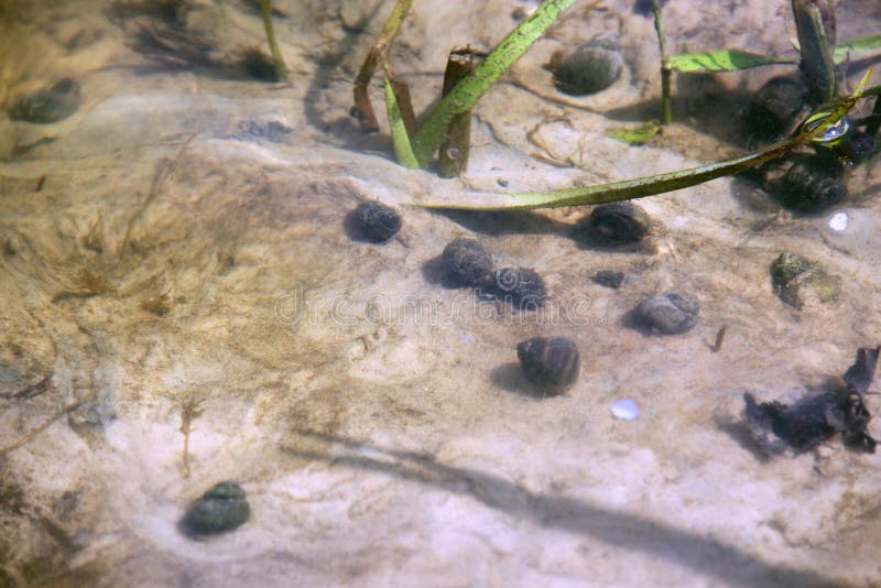 Snails in Shells at the Bottom of the River Stock Image - Image of ...