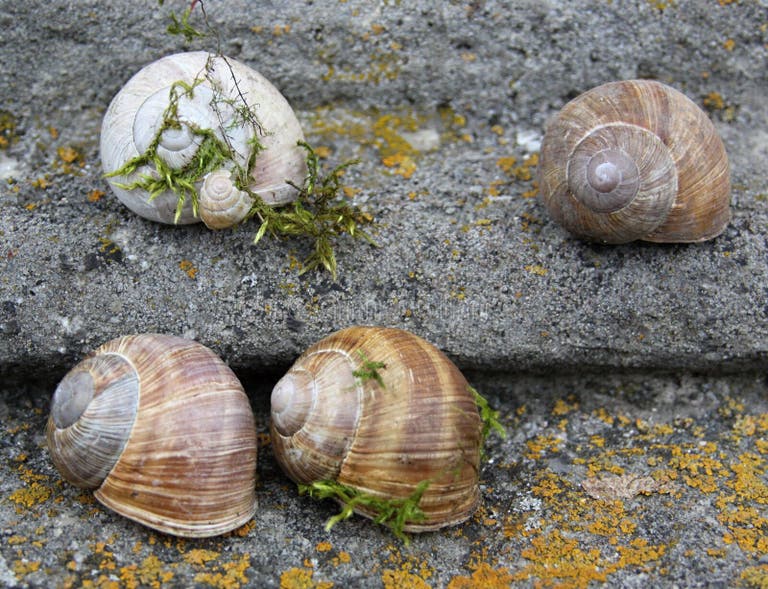 Snails and Shells on the Stairs Stock Photo - Image of snail, spiral ...