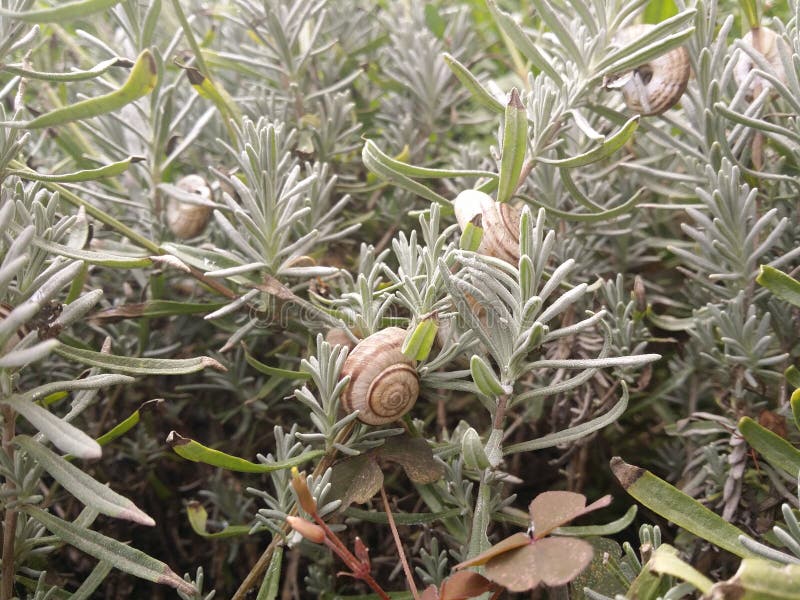 Snails stock image. Image of silver, animal, nature, plant - 43145731