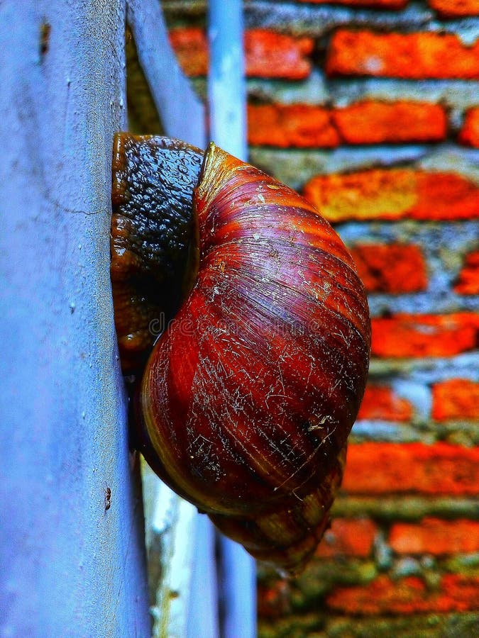 Snails [sleeping on the Wall] Stock Photo - Image of taking, park ...