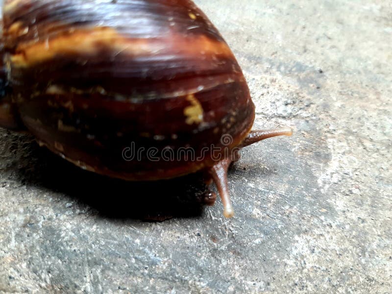 Snails are Slimy Animals and Have Antennae and Shells. Stock Image ...