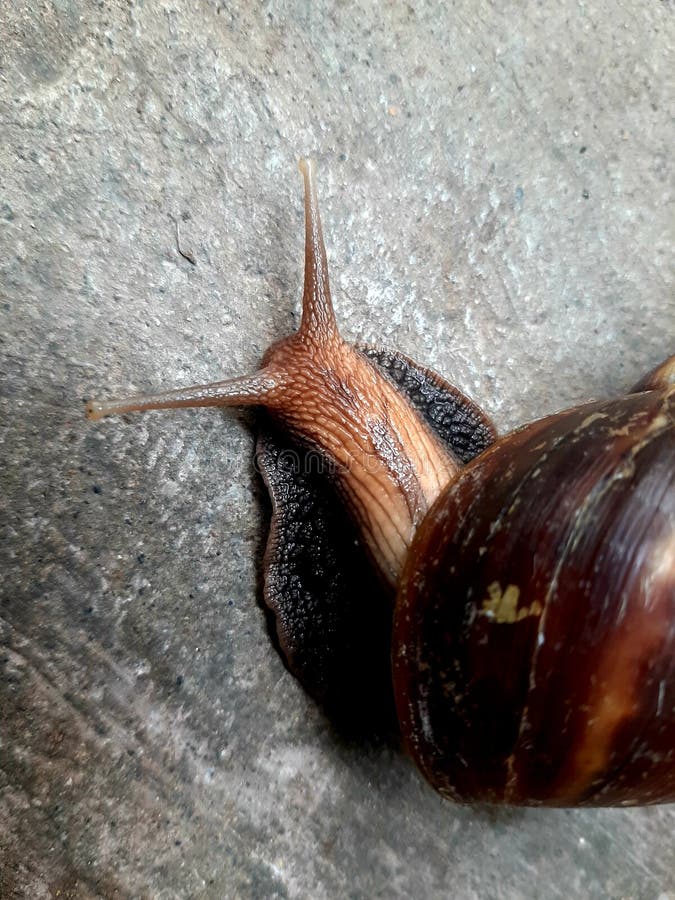Snails are Slimy Animals and Have Antennae and Shells. Stock Photo ...