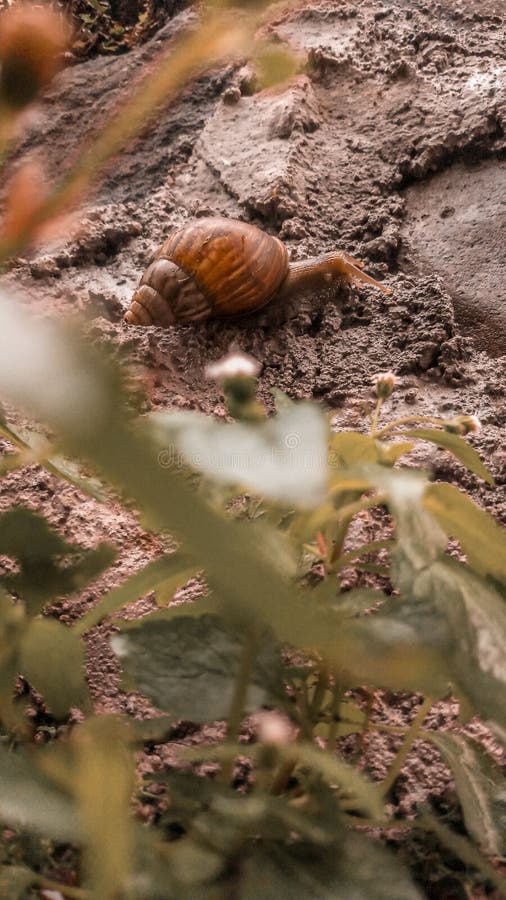 Snails Slithering on the Rocks Stock Image - Image of rocks, slithering ...