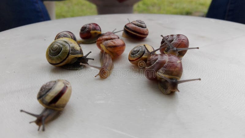 Snails editorial stock image. Image of slow, animals - 72924064