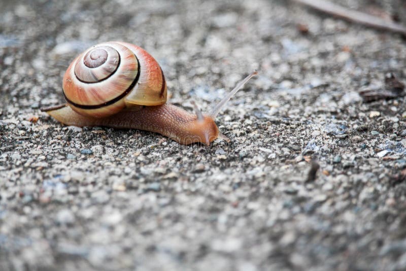 Snails And Slugs, Snail, Molluscs, Terrestrial Animal Picture. Image ...